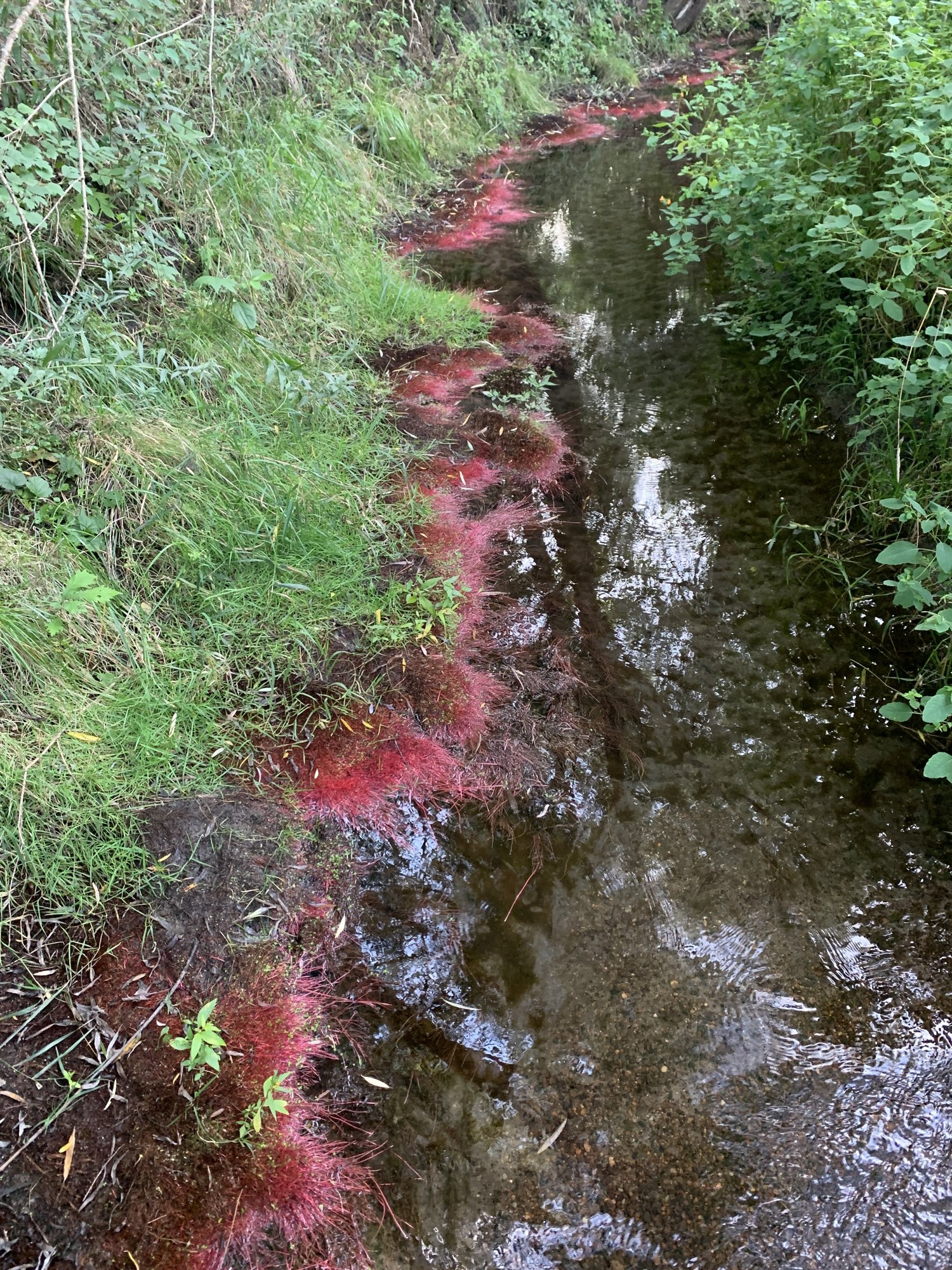 Austree Hybrid Willow — Windbreak Trees