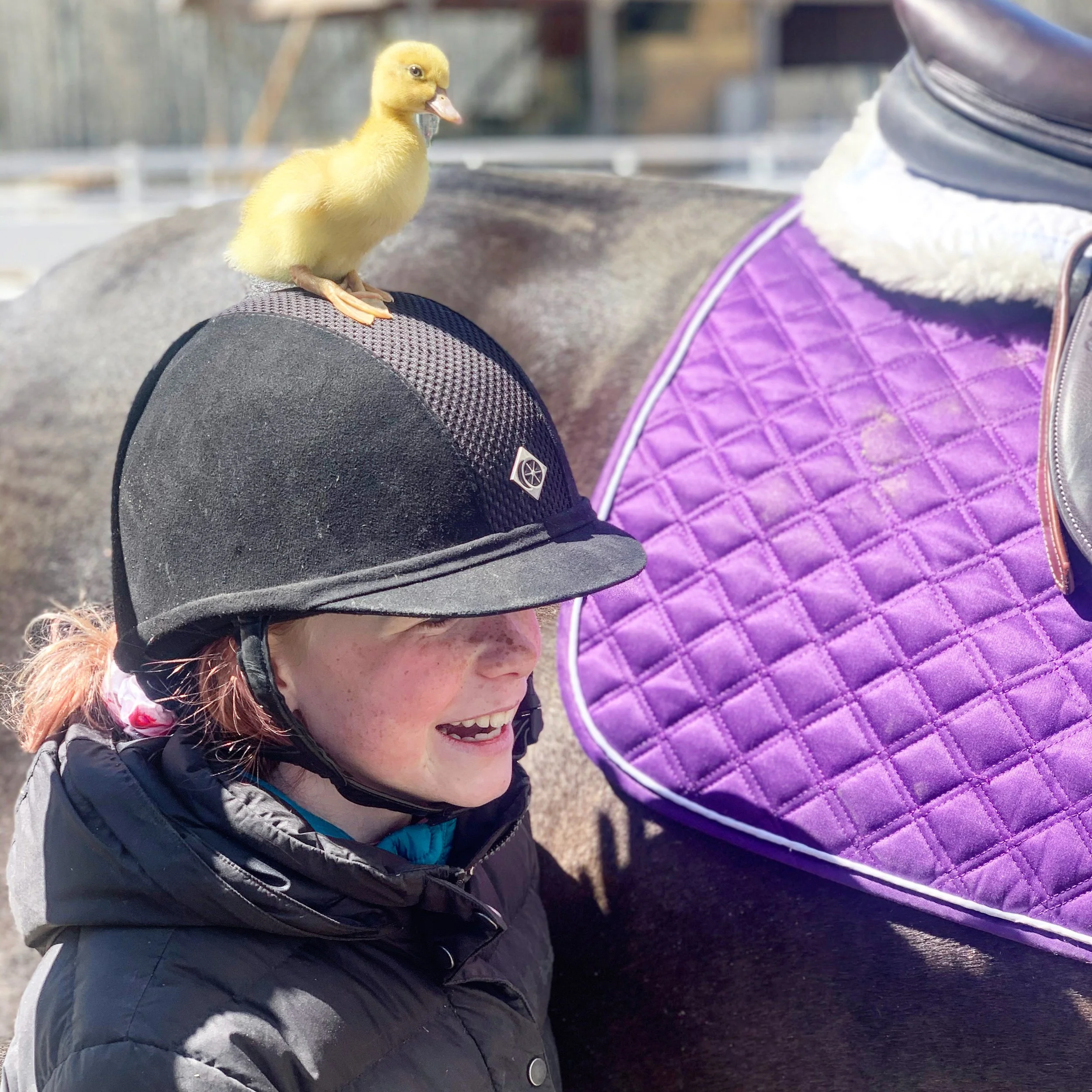 Gallery 1 — Silver Bell Equestrian Center