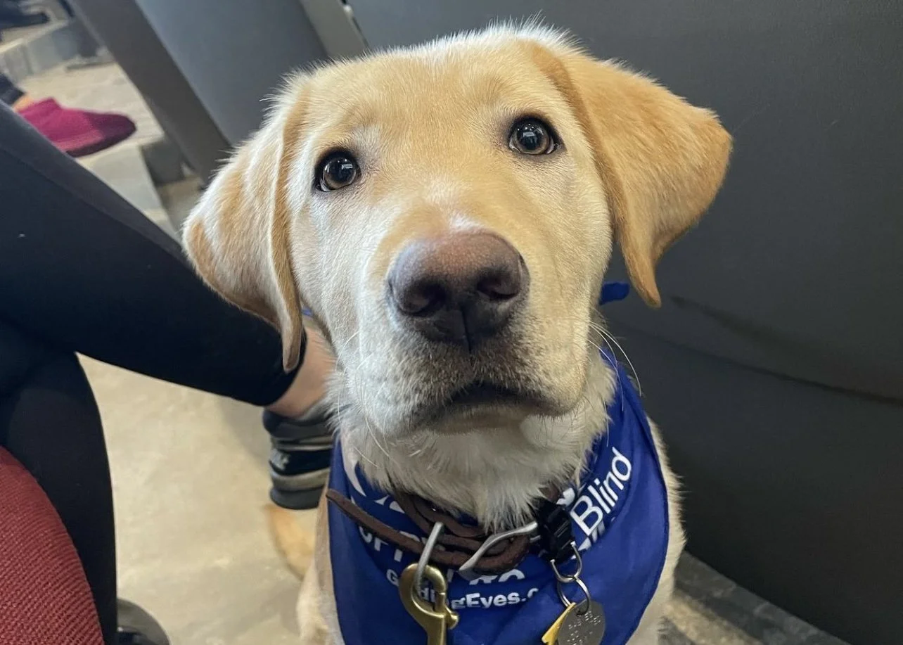 Our Dogs — Paws for a Cause Miami