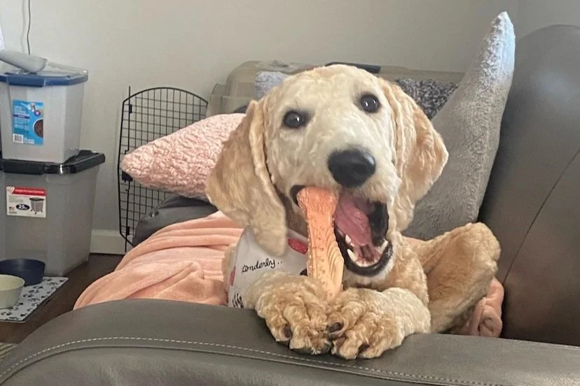 Our Dogs — Paws for a Cause Miami