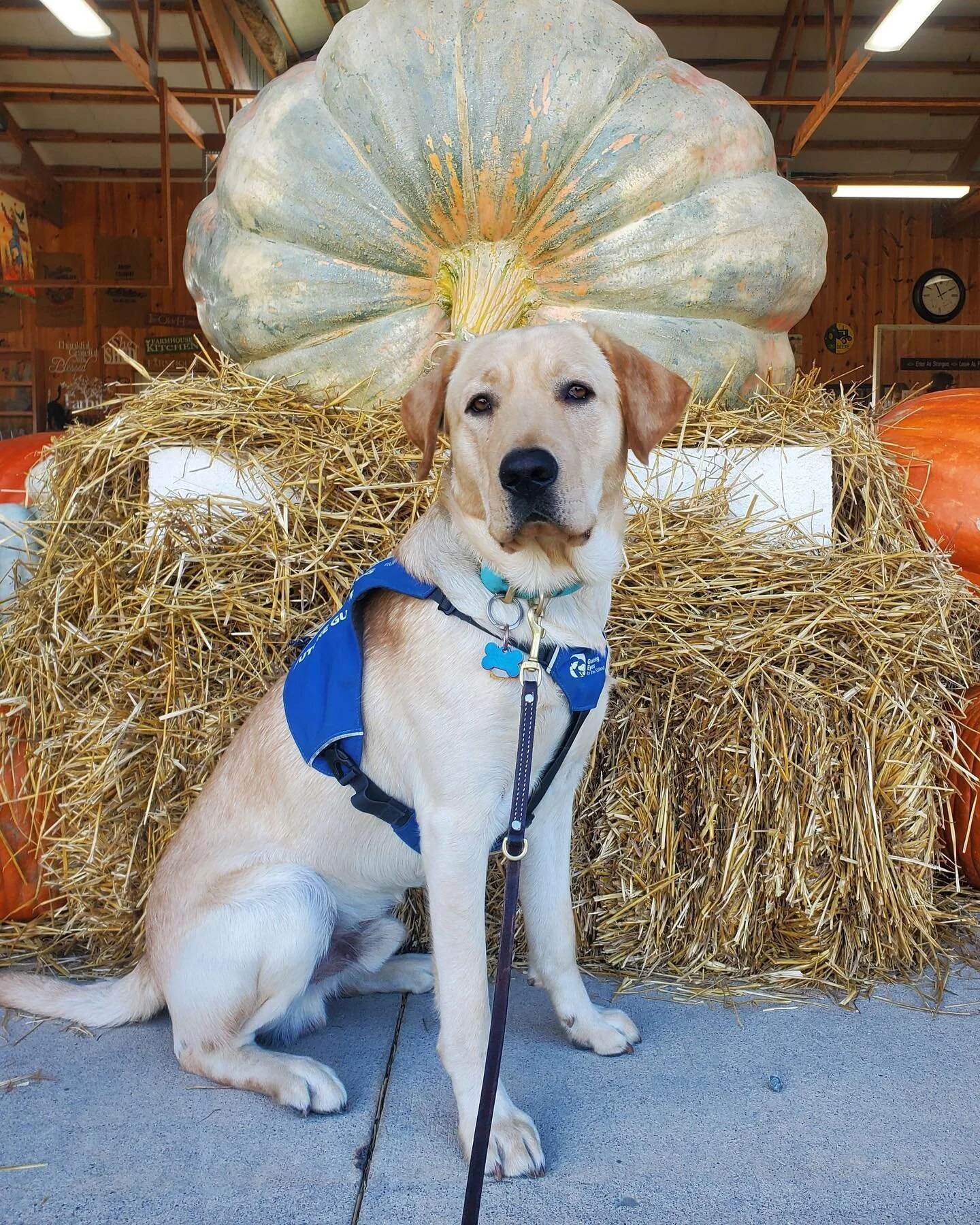 Our Dogs — Paws for a Cause Miami