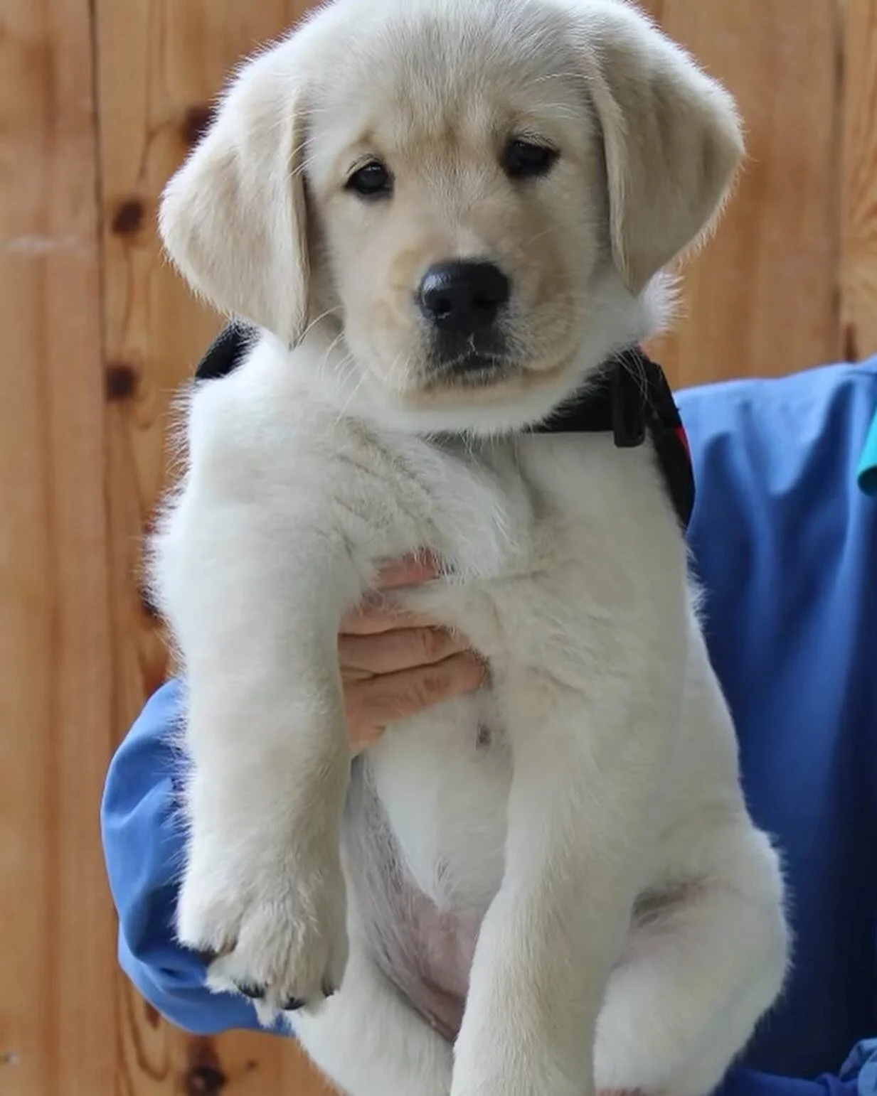 Our Dogs — Paws for a Cause Miami