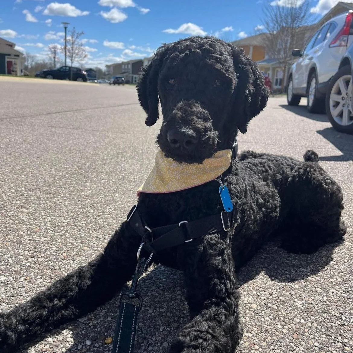 Our Dogs — Paws for a Cause Miami