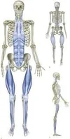 Exercises For Hyperextended Knees: A Guide To Strength — Functional ...