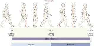 Gait Meaning Explained: Why the Way You Walk Depends on Core & Mobility ...