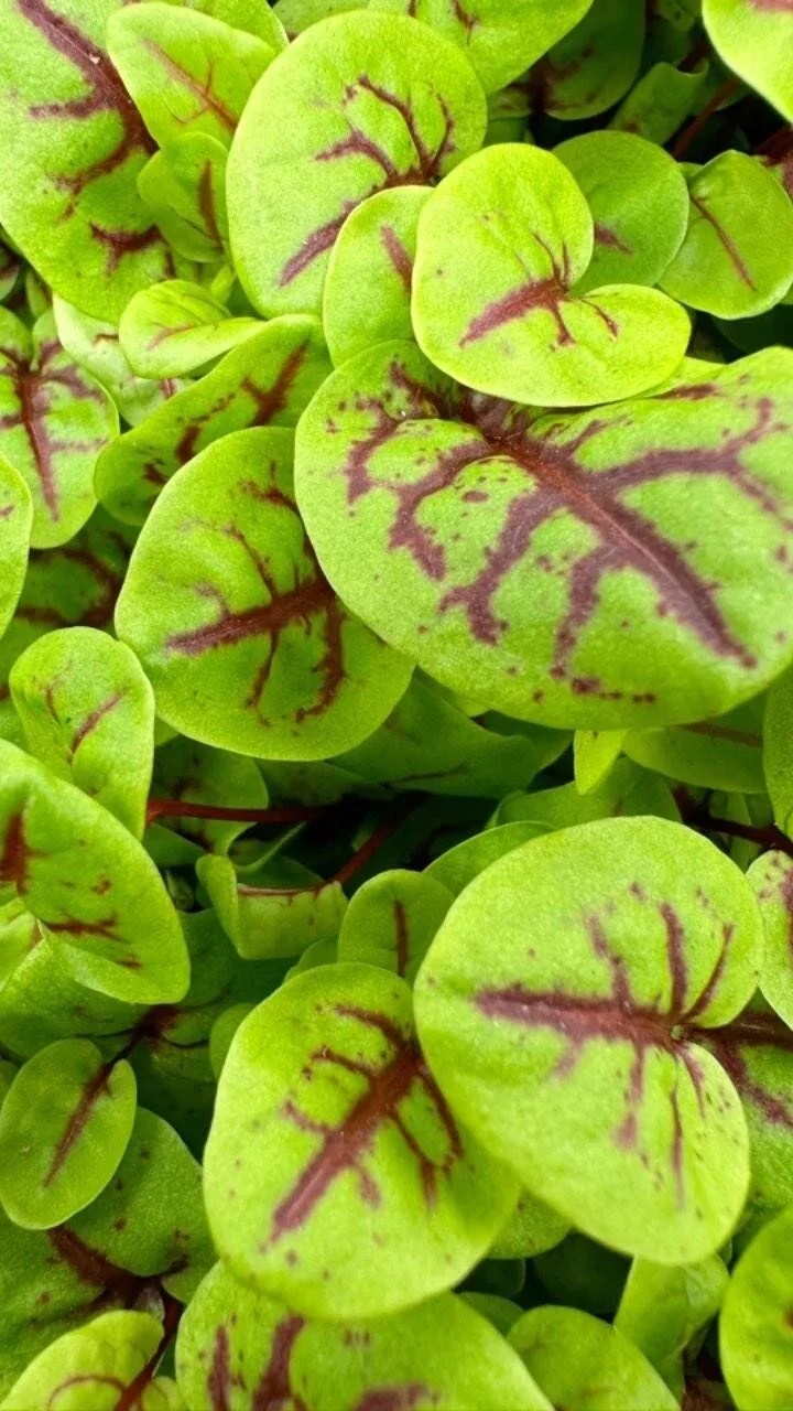 Gallery — Micro Acres