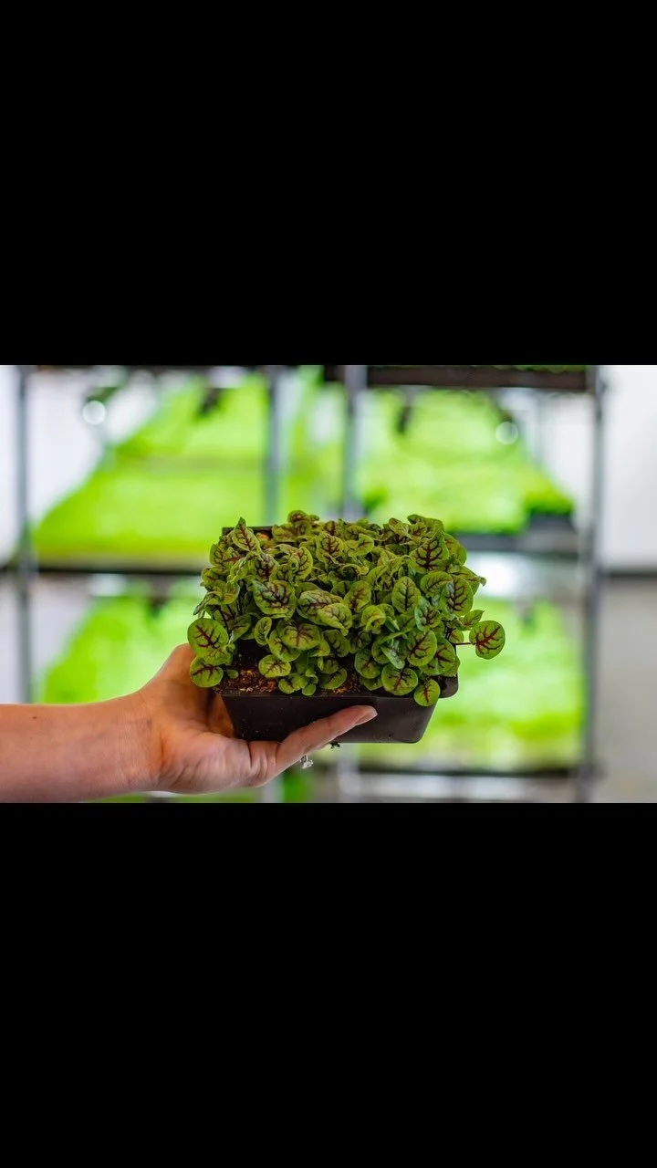 Gallery — Micro Acres