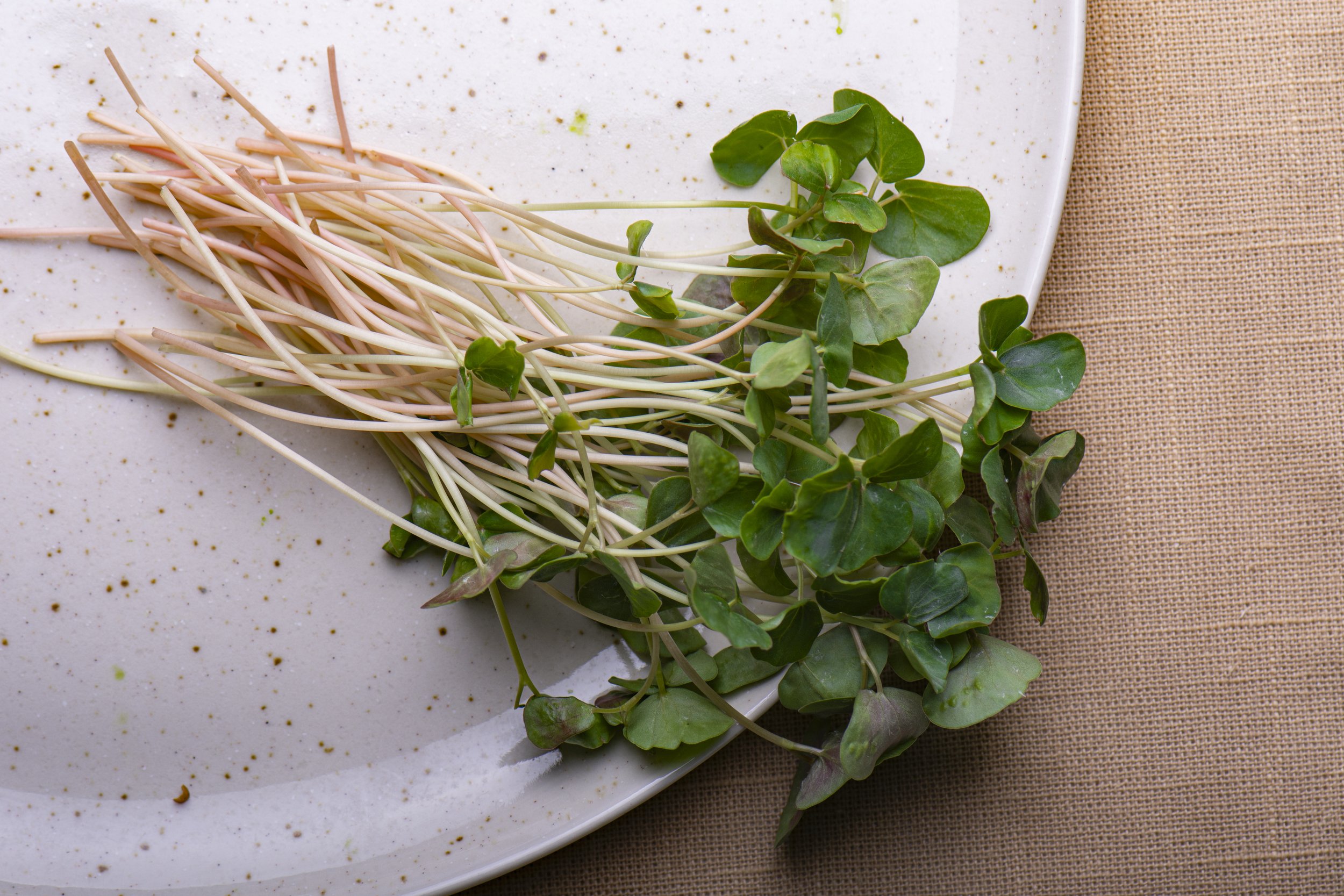 Microgreens — Micro Acres