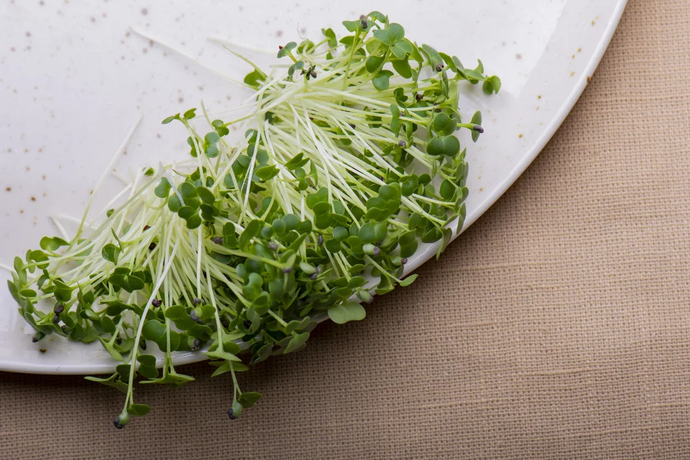 Microgreens — Micro Acres