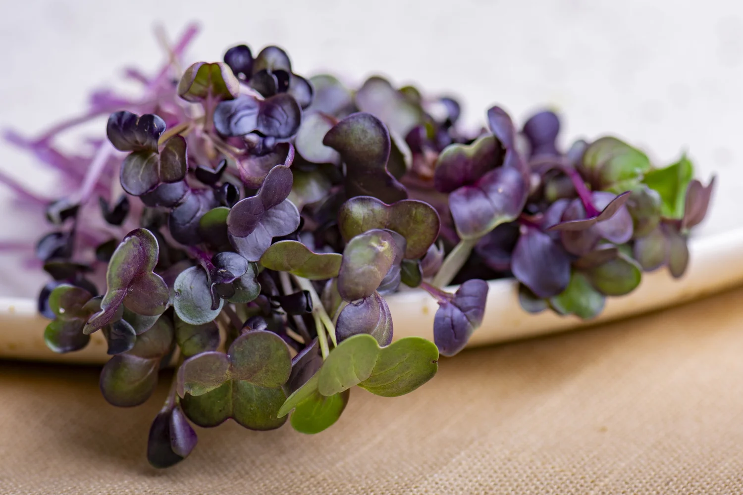 Microgreens — Micro Acres