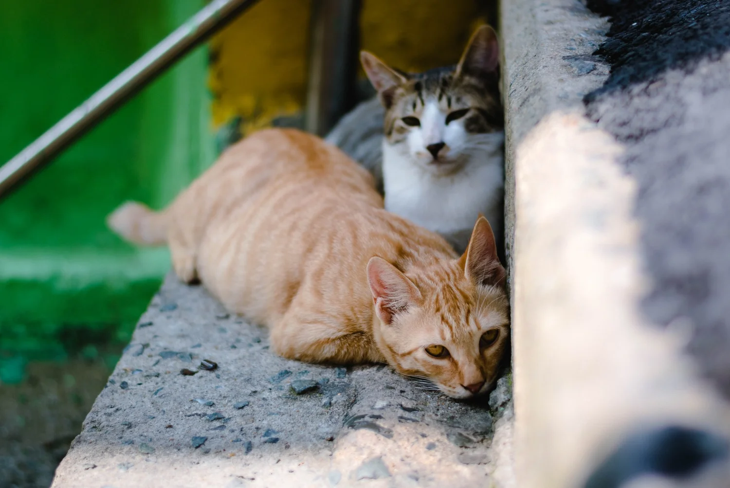 Feline Friends Network
