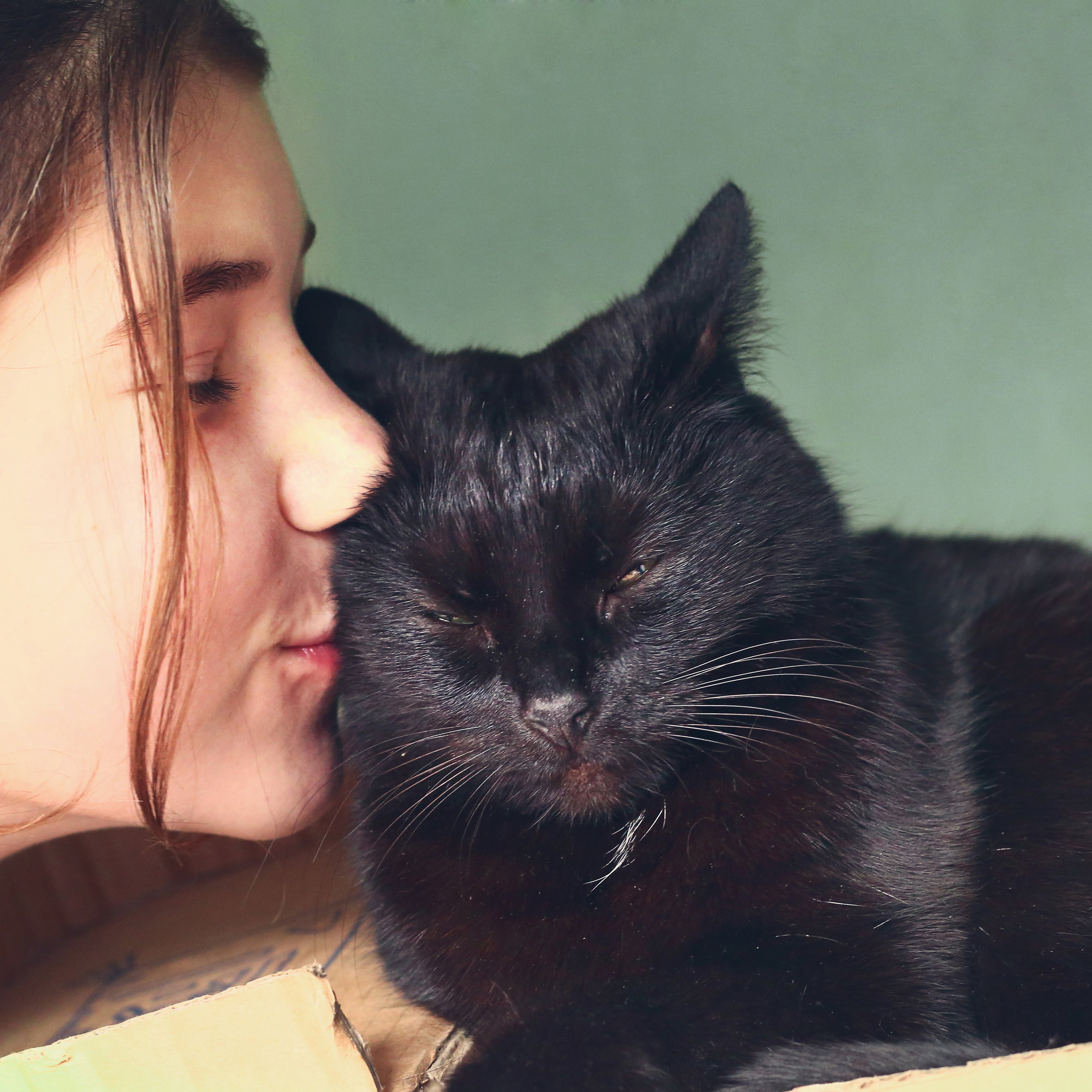 Feline Friends Network