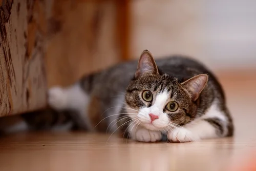 Rehoming Cats — Feline Friends Network