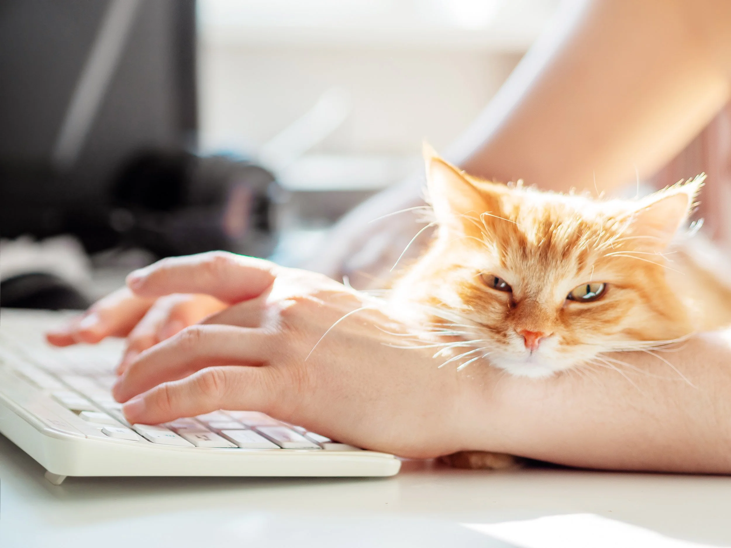 Feline Friends Network