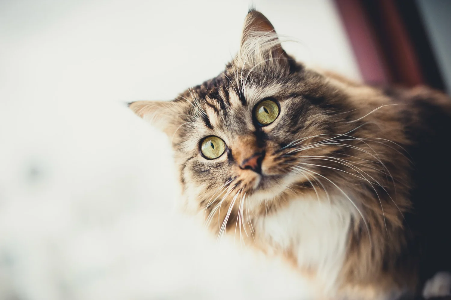 Feline Friends Network