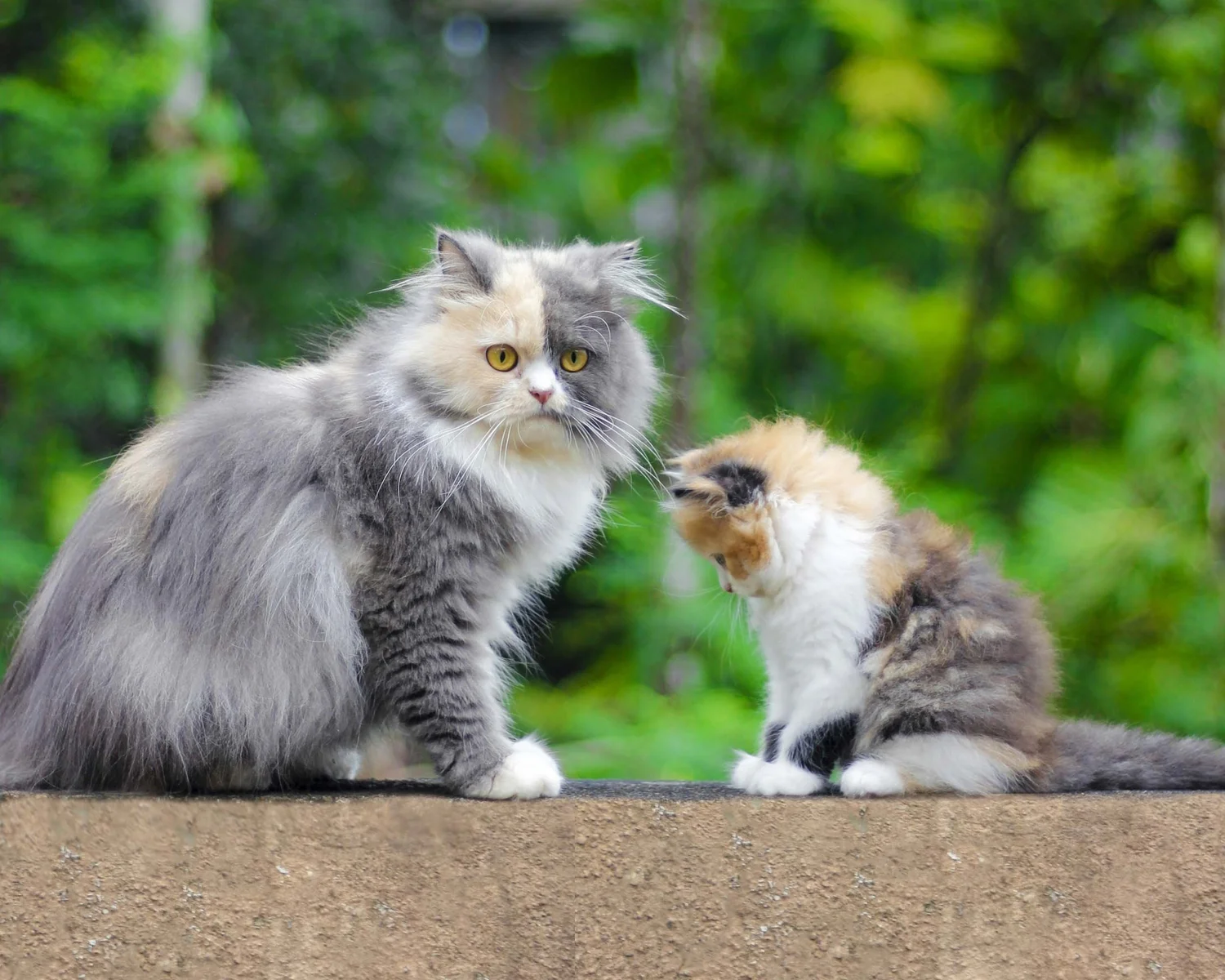 Feline Friends Network