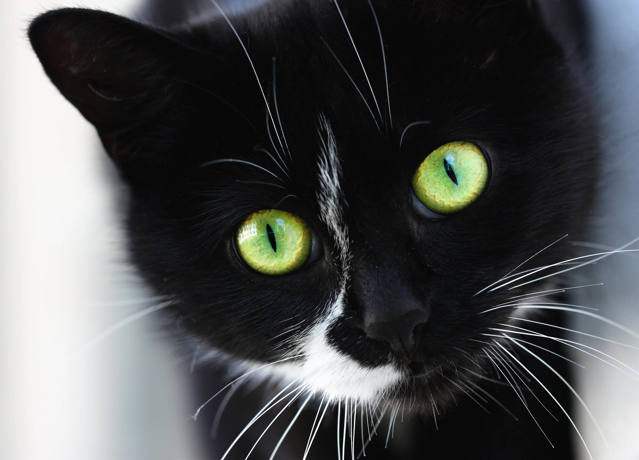 100 Feline Friends Who Care — Feline Friends Network