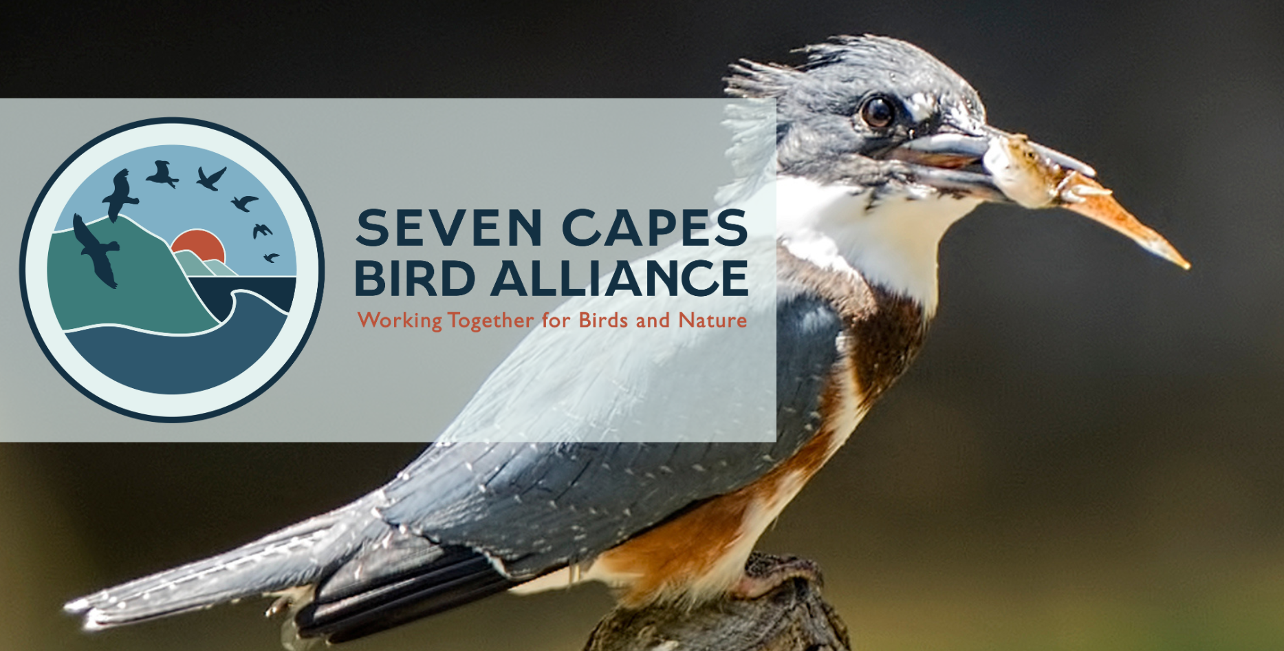 Our New Name — Seven Capes Bird Alliance