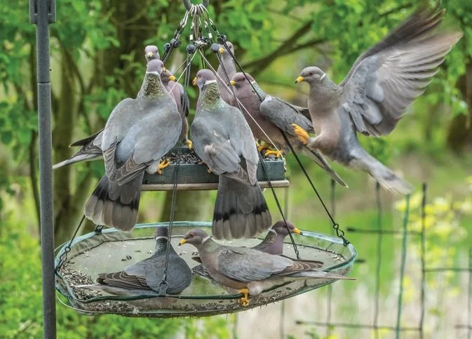 Backyard Birds of Oregon's Coast — Seven Capes Bird Alliance