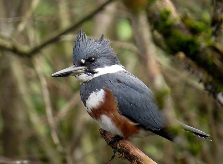 Backyard Birds of Oregon's Coast — Seven Capes Bird Alliance