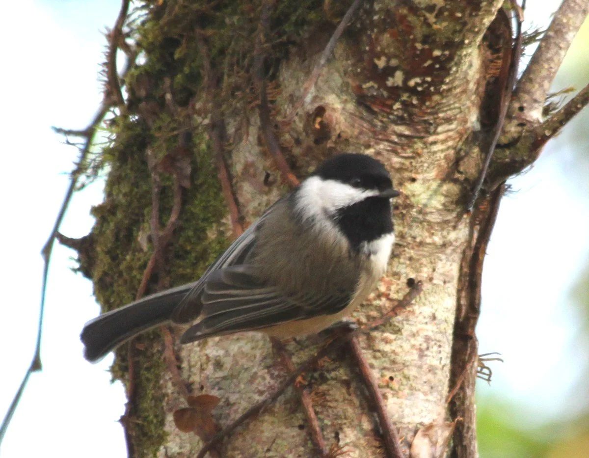 Backyard Birds of Oregon's Coast — Seven Capes Bird Alliance