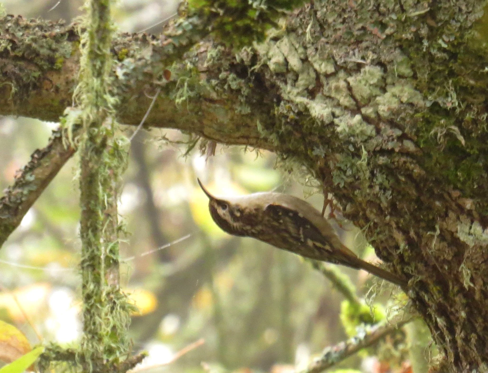 Backyard Birds of Oregon's Coast — Seven Capes Bird Alliance