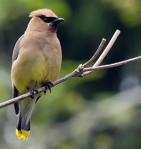 Backyard Birds of Oregon's Coast — Seven Capes Bird Alliance
