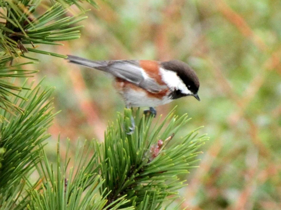 Backyard Birds of Oregon's Coast — Seven Capes Bird Alliance