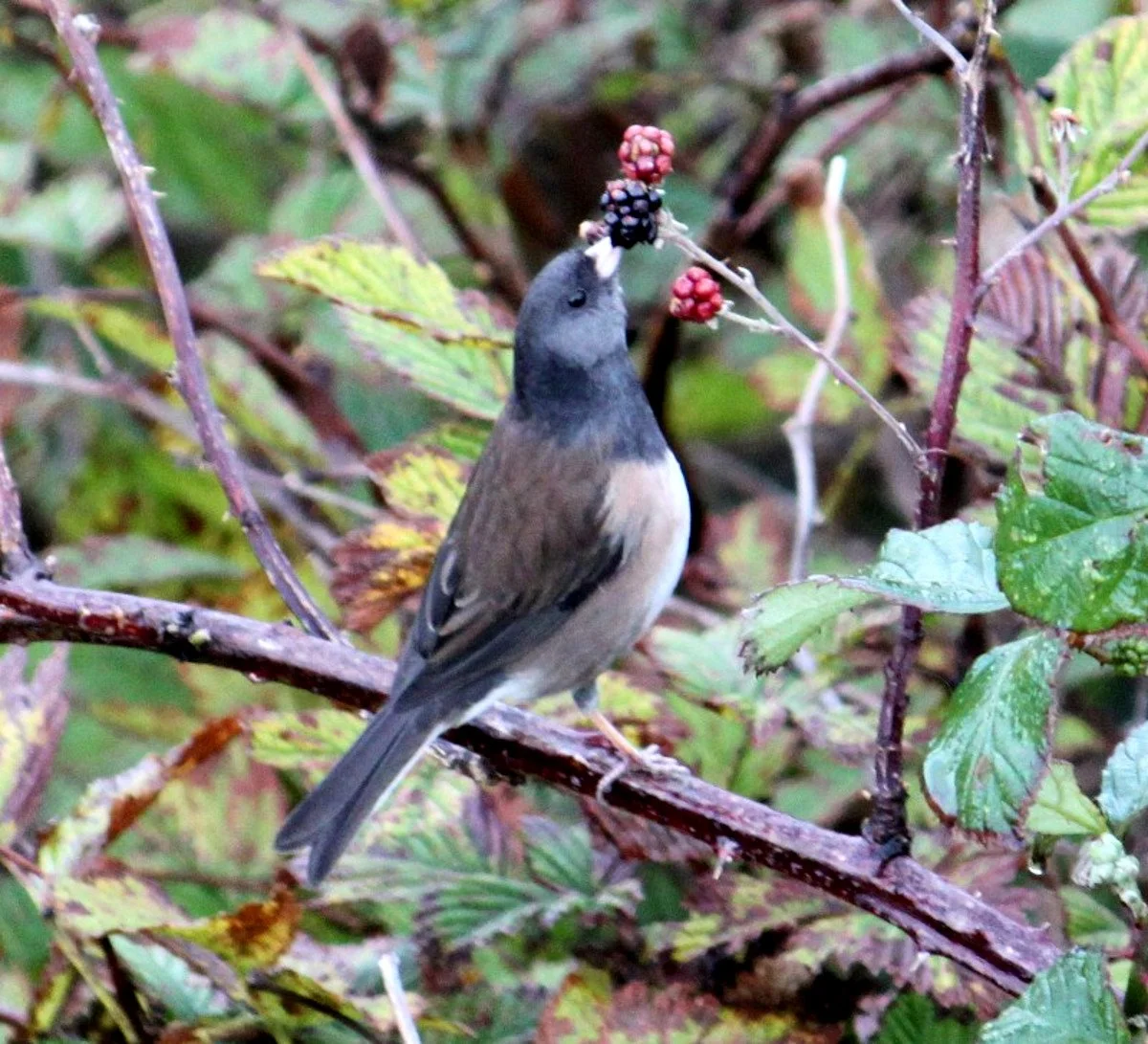 Backyard Birds of Oregon's Coast — Seven Capes Bird Alliance