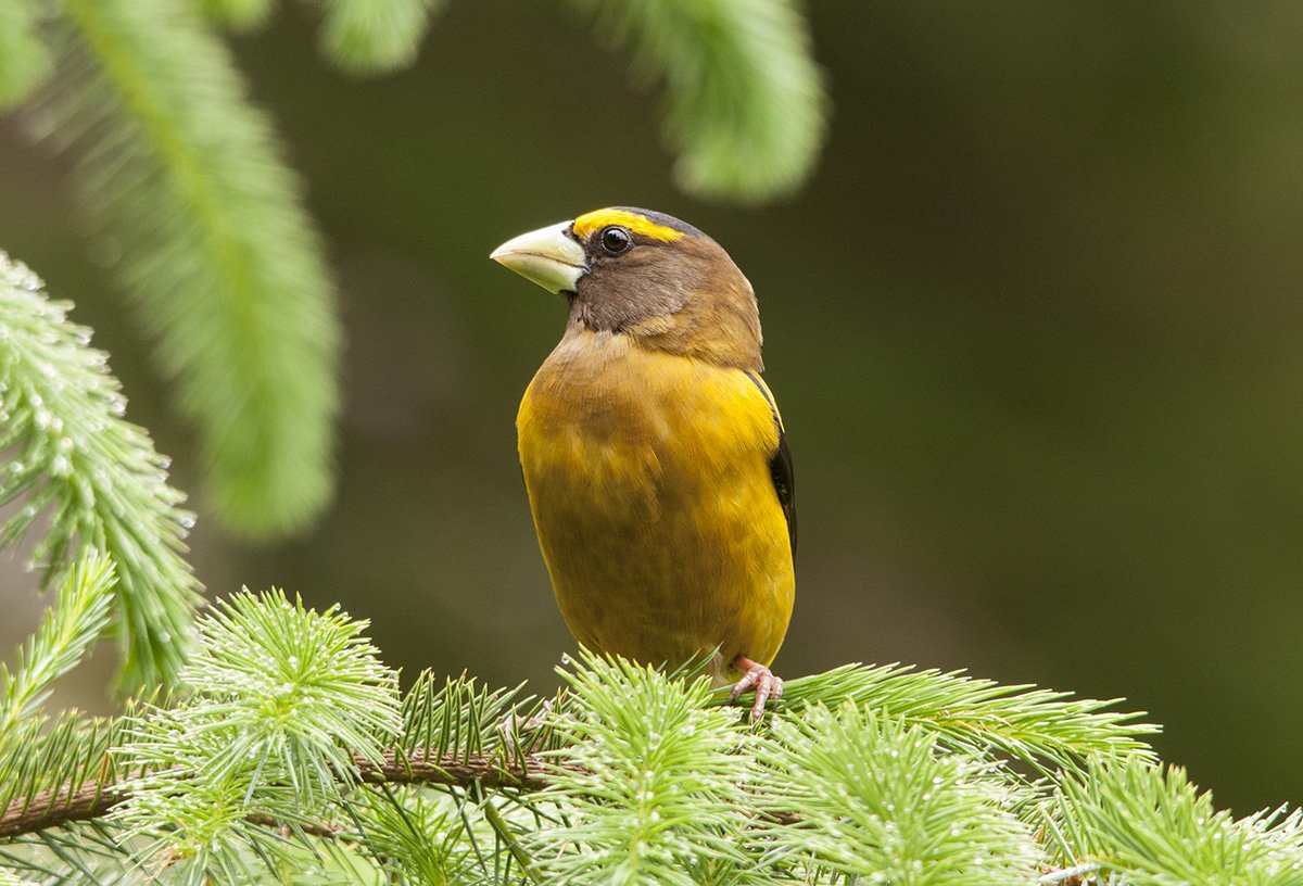 Backyard Birds of Oregon's Coast — Seven Capes Bird Alliance