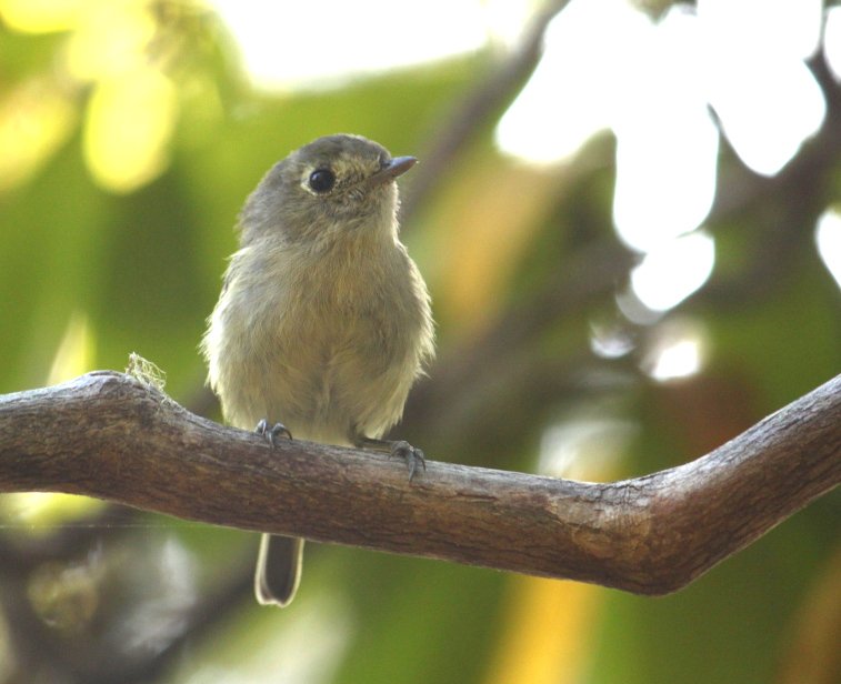 Backyard Birds of Oregon's Coast — Seven Capes Bird Alliance