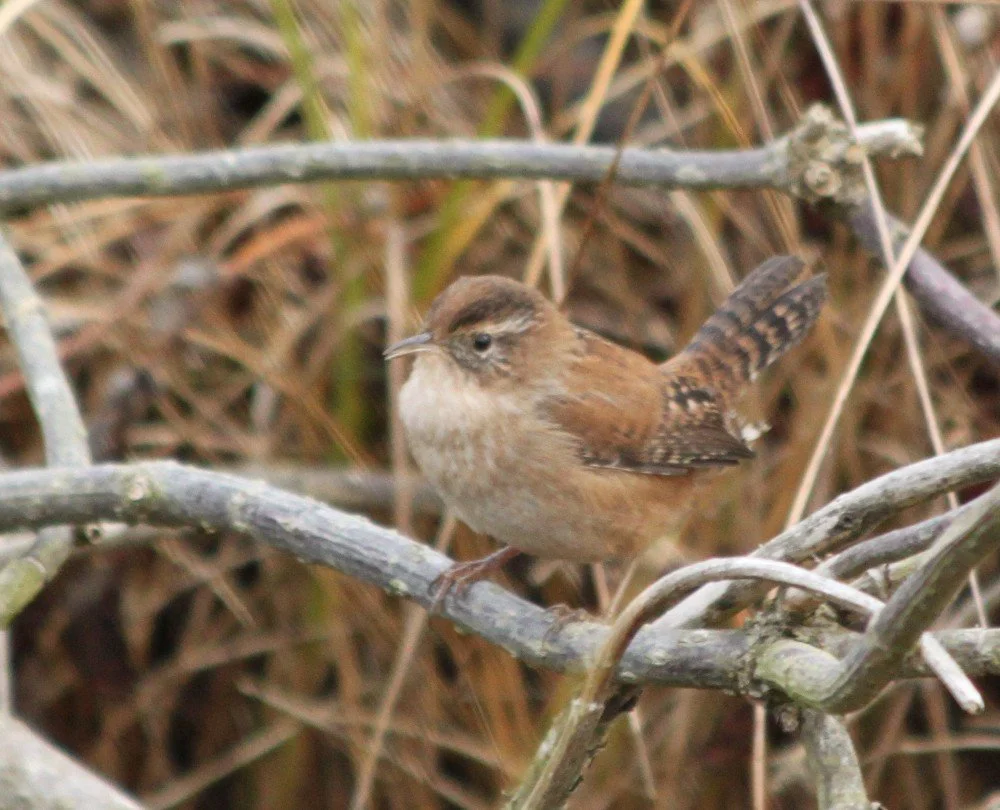 Backyard Birds of Oregon's Coast — Seven Capes Bird Alliance