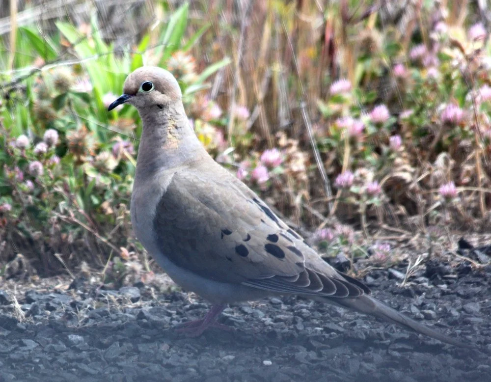 Backyard Birds of Oregon's Coast — Seven Capes Bird Alliance