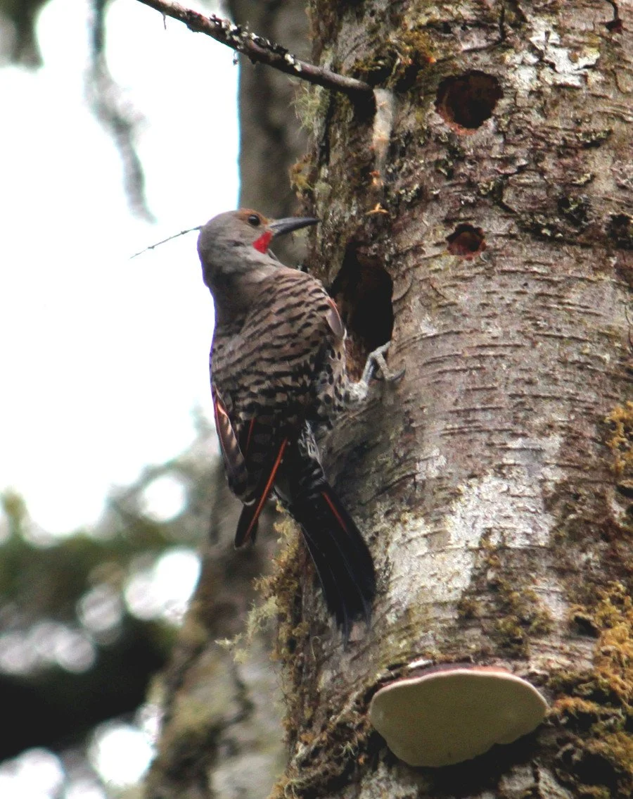 Backyard Birds of Oregon's Coast — Seven Capes Bird Alliance