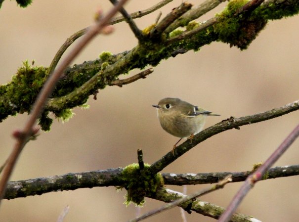 Backyard Birds of Oregon's Coast — Seven Capes Bird Alliance