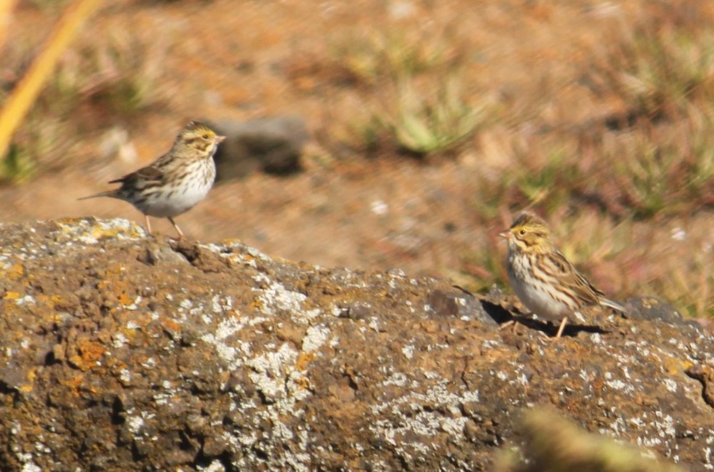 Backyard Birds of Oregon's Coast — Seven Capes Bird Alliance