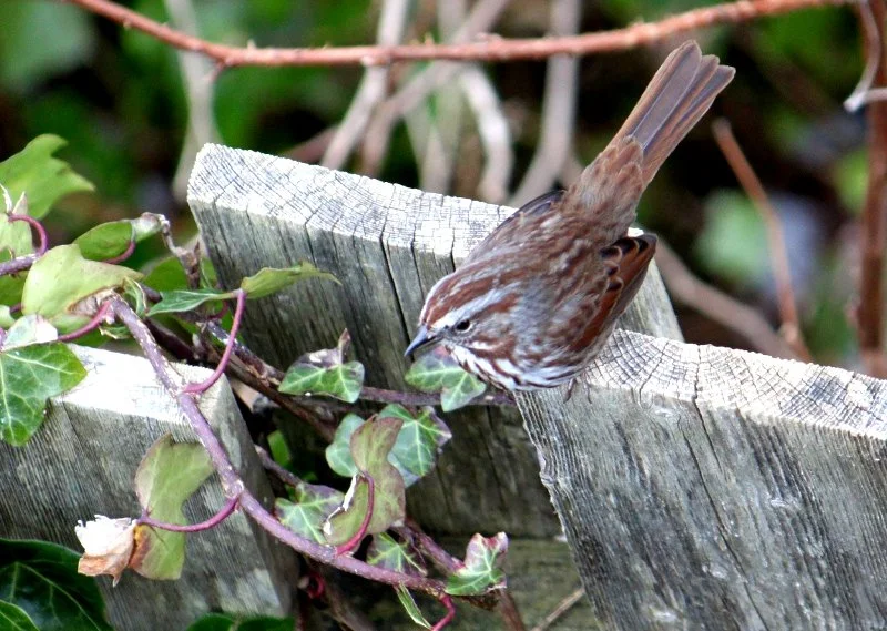 Backyard Birds of Oregon's Coast — Seven Capes Bird Alliance