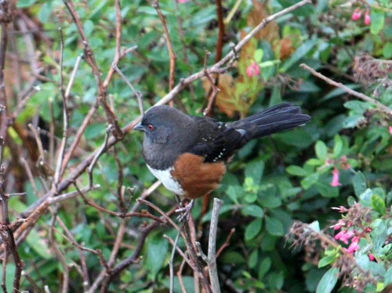 Backyard Birds of Oregon's Coast — Seven Capes Bird Alliance