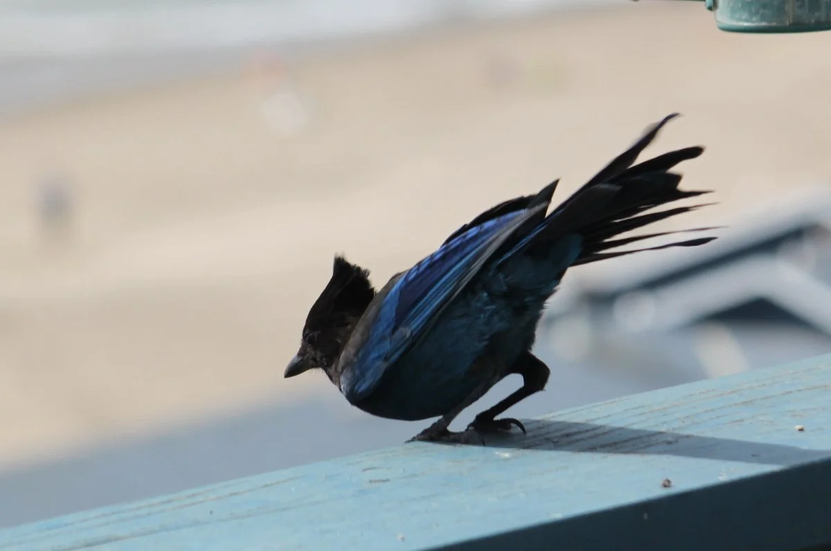 Backyard Birds of Oregon's Coast — Seven Capes Bird Alliance