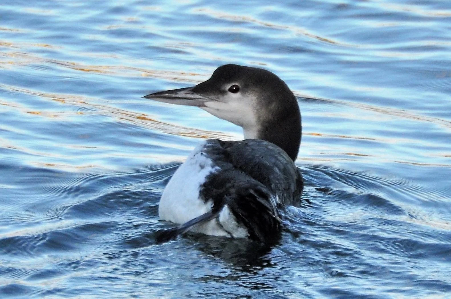 Birds of Oregon's Coastal Habitat — Seven Capes Bird Alliance