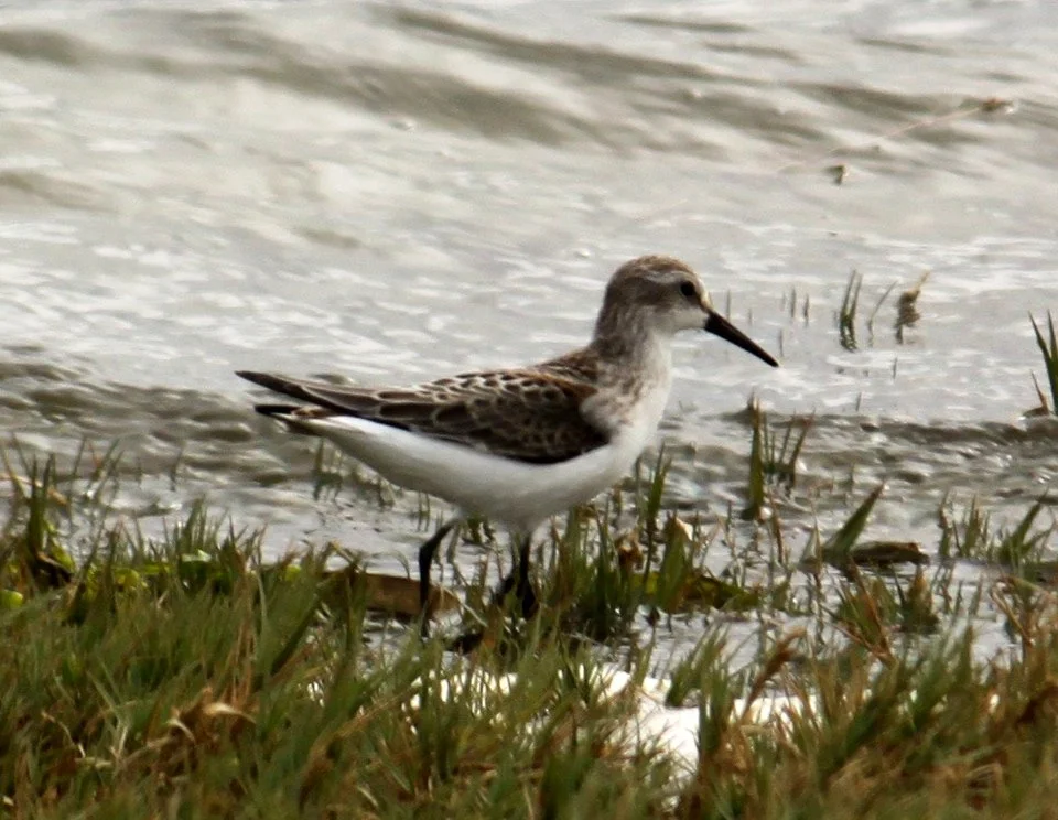 Birds of Oregon's Coastal Habitat — Seven Capes Bird Alliance