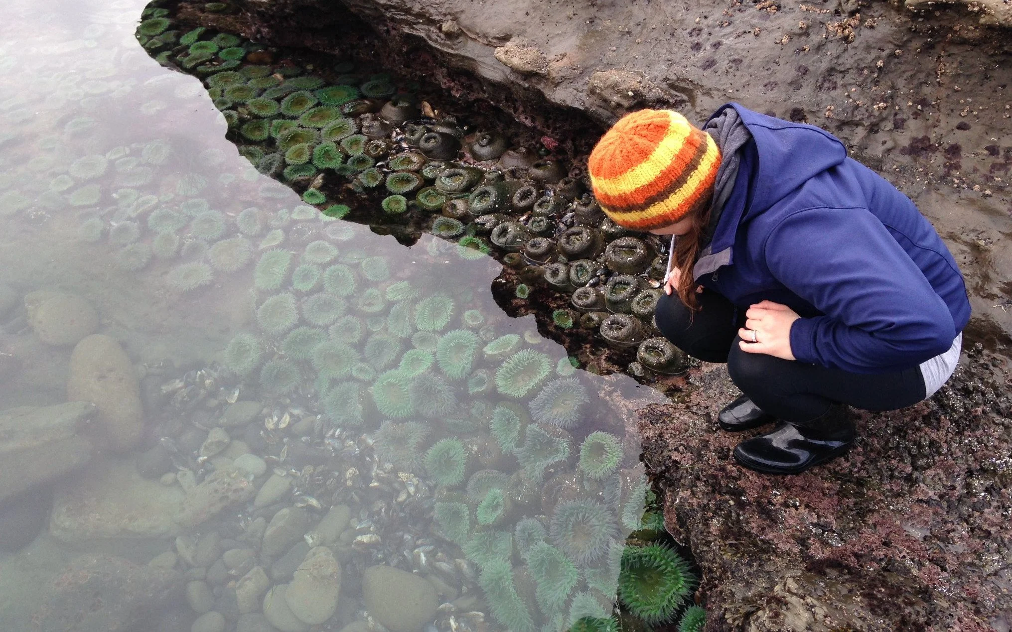 Seven Capes Bird Alliance