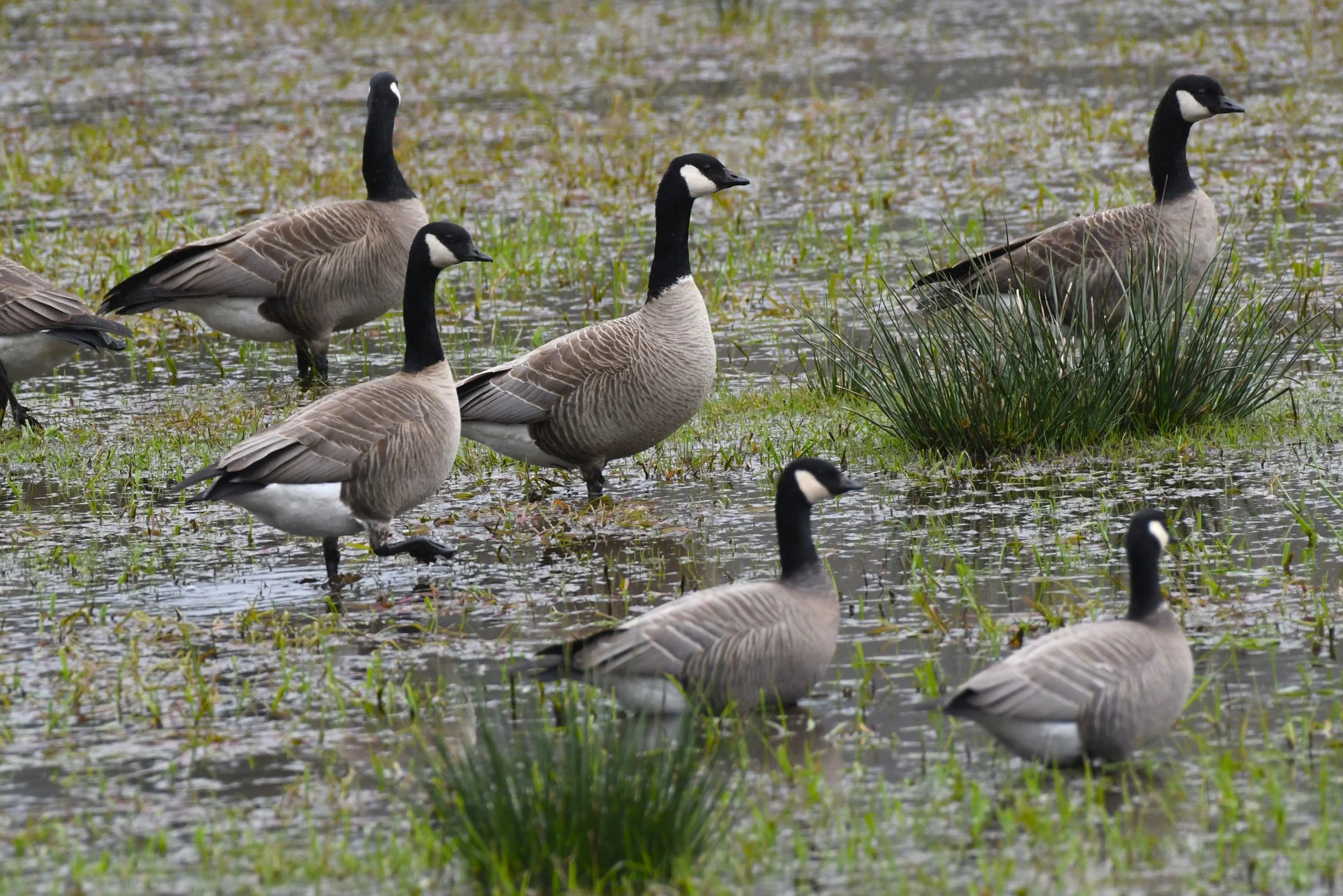 April 8, 2023 Nestucca Bay National Wildlife Refuge — Seven Capes Bird ...