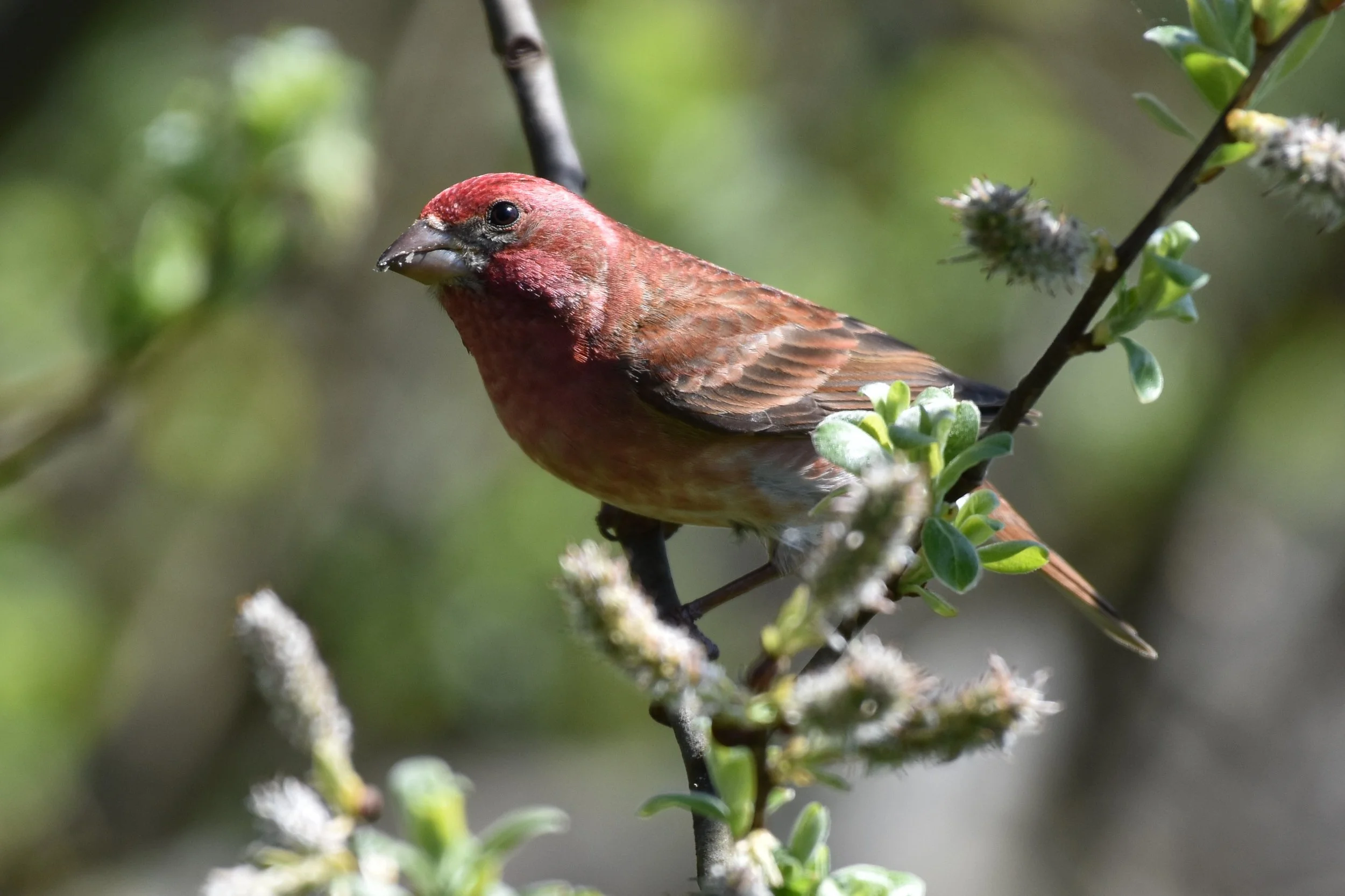 Birding Resources — Seven Capes Bird Alliance