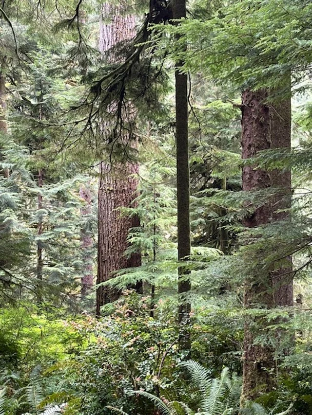Action Alert: Protect a Strong Northwest Forest Plan! — Seven Capes ...