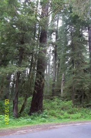 Spend some time in the Cascade Head Experimental Forest — Seven Capes ...