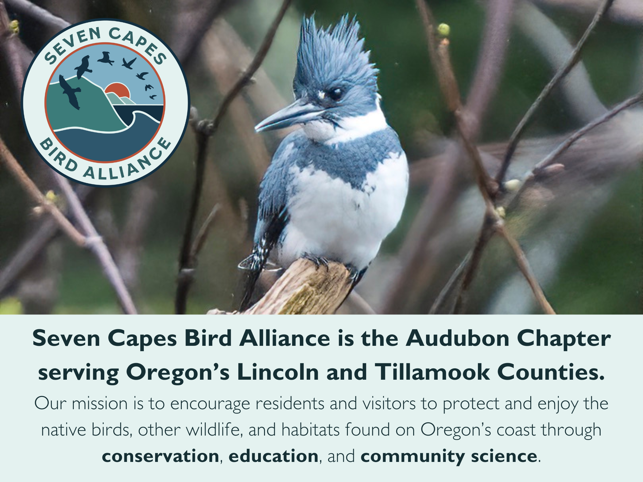 Seven Capes Bird Alliance