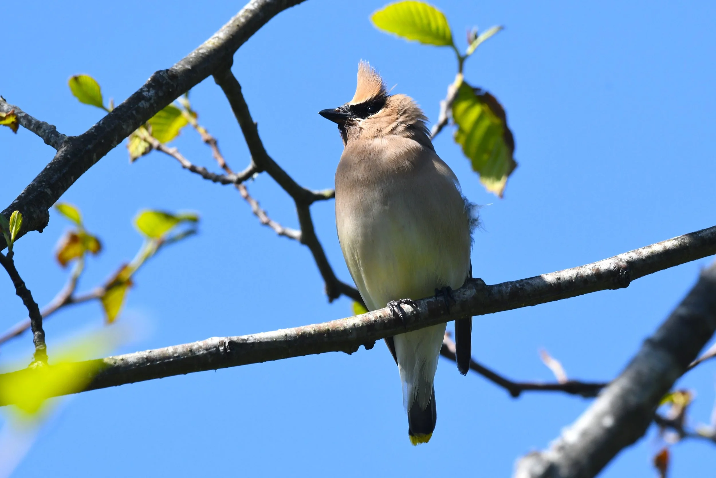 June 7, 2024 D River Open Space & Devils Lake — Seven Capes Bird Alliance