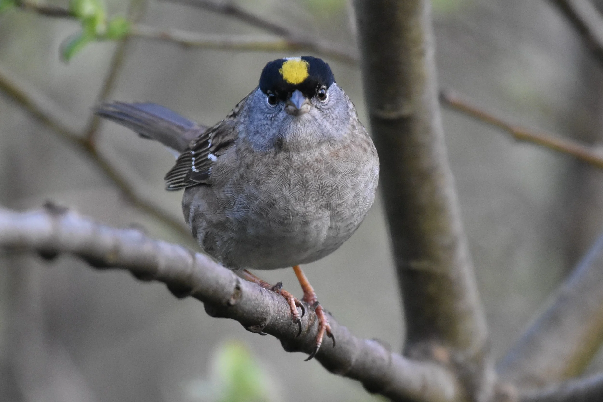 Events — Seven Capes Bird Alliance