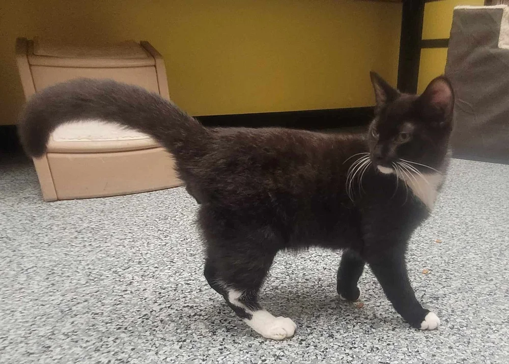 Cats — Huron County Humane Society (HCHS)